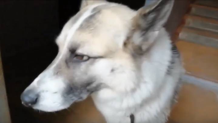 Ещё раз о доброй собаке. 14.09.25.