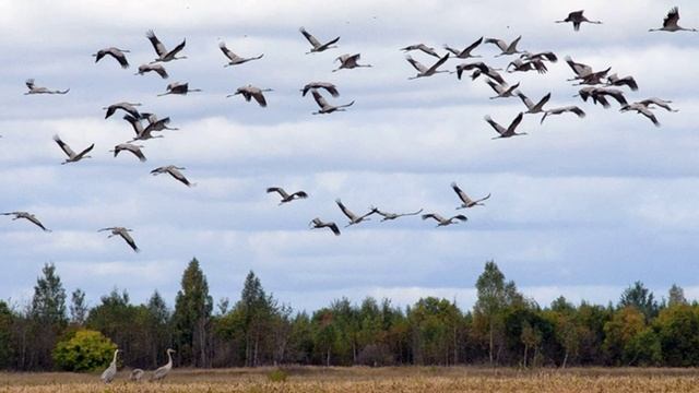 Шумели листья, облетая... Иван Бунин.