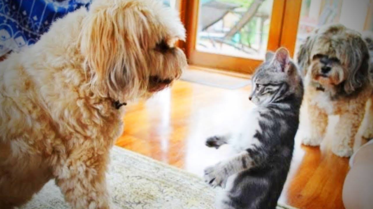 ПРИКОЛЫ С ЖИВОТНЫМИ ДО СЛЕЗ #197 Смешные КОТЫ И СОБАКИ  Приколы