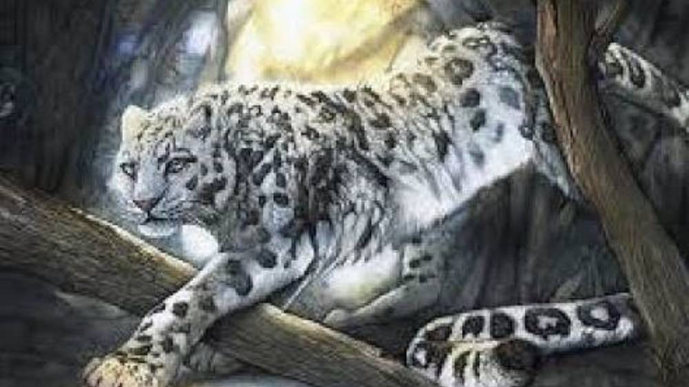 Величественные и красивые леопарды 🐱🐯 #Shorts