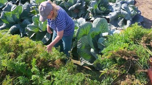 Урожайная осень. Ежегодная эпопея.
