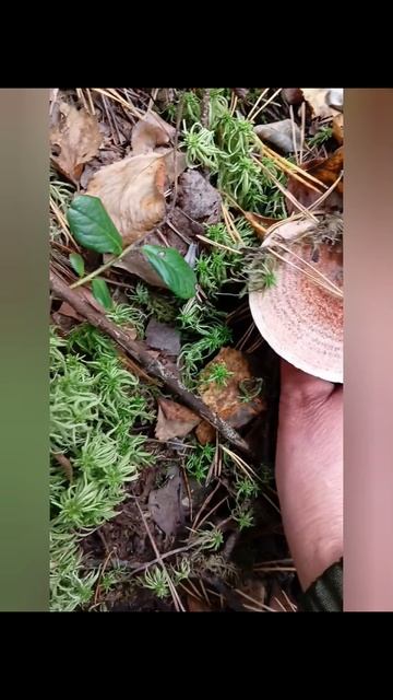 Ну очень много рыжиков 👍🌲