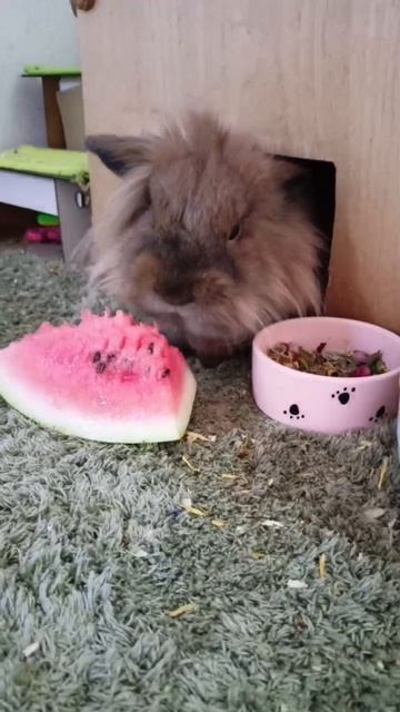 Кролик Банникула лакомится арбузом 🍉