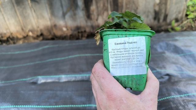 Ежевика из Белоруссии  🇧🇾 на  Урале.