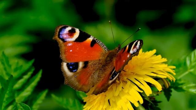 Этим командует Он / He commands this