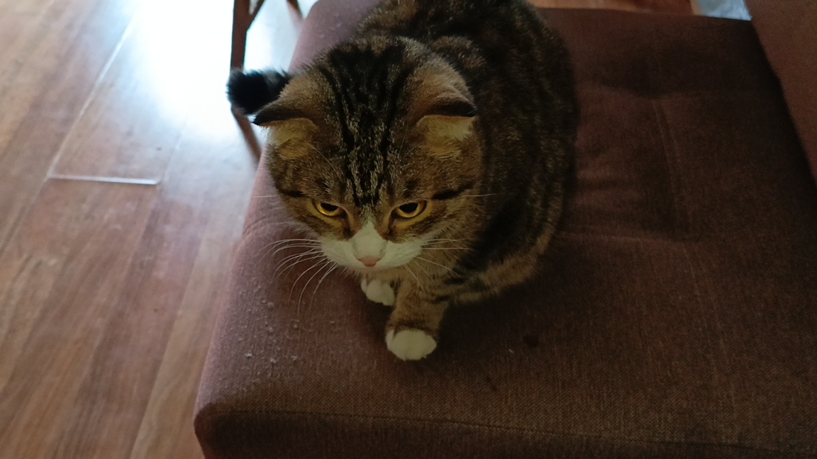 Влог на бегу) Пришла мать всех кормить спать ложить)