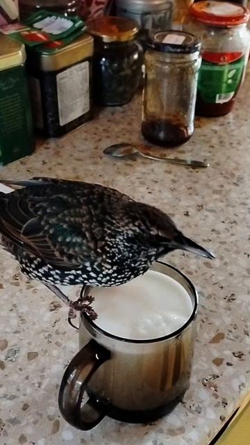 Крошечка..Про тех кто живёт рядом..