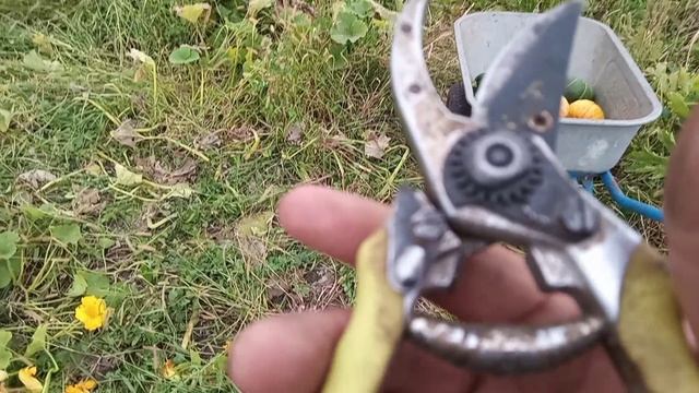 Как собрать тыквы для длительного хранения?!