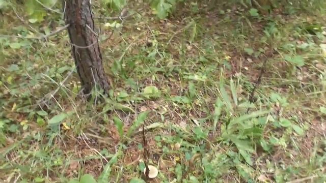 у нас заготовка грибов  #тайга#грибы#рыжики#рыжики_пошли_валом#боровых_очень_мало#