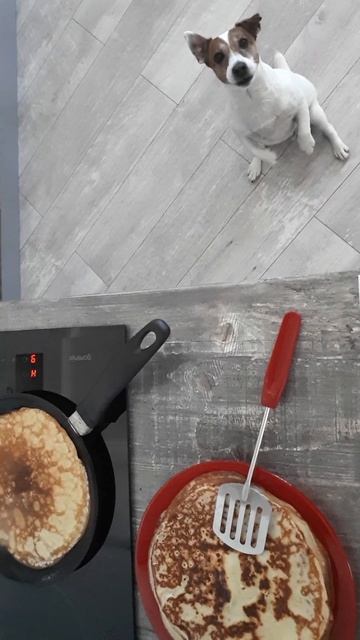 Все любят блинчики 🐶🥞