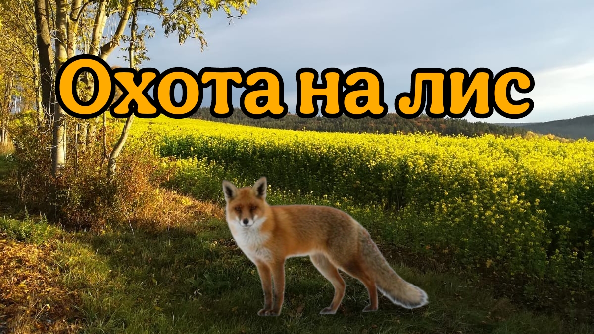 Охота на лис.
