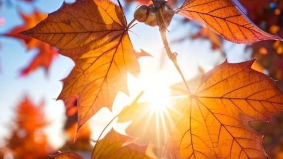 Видео открытки с пожеланиями доброго вечера - Открытка добрый вечер с наилучшими пожеланиями