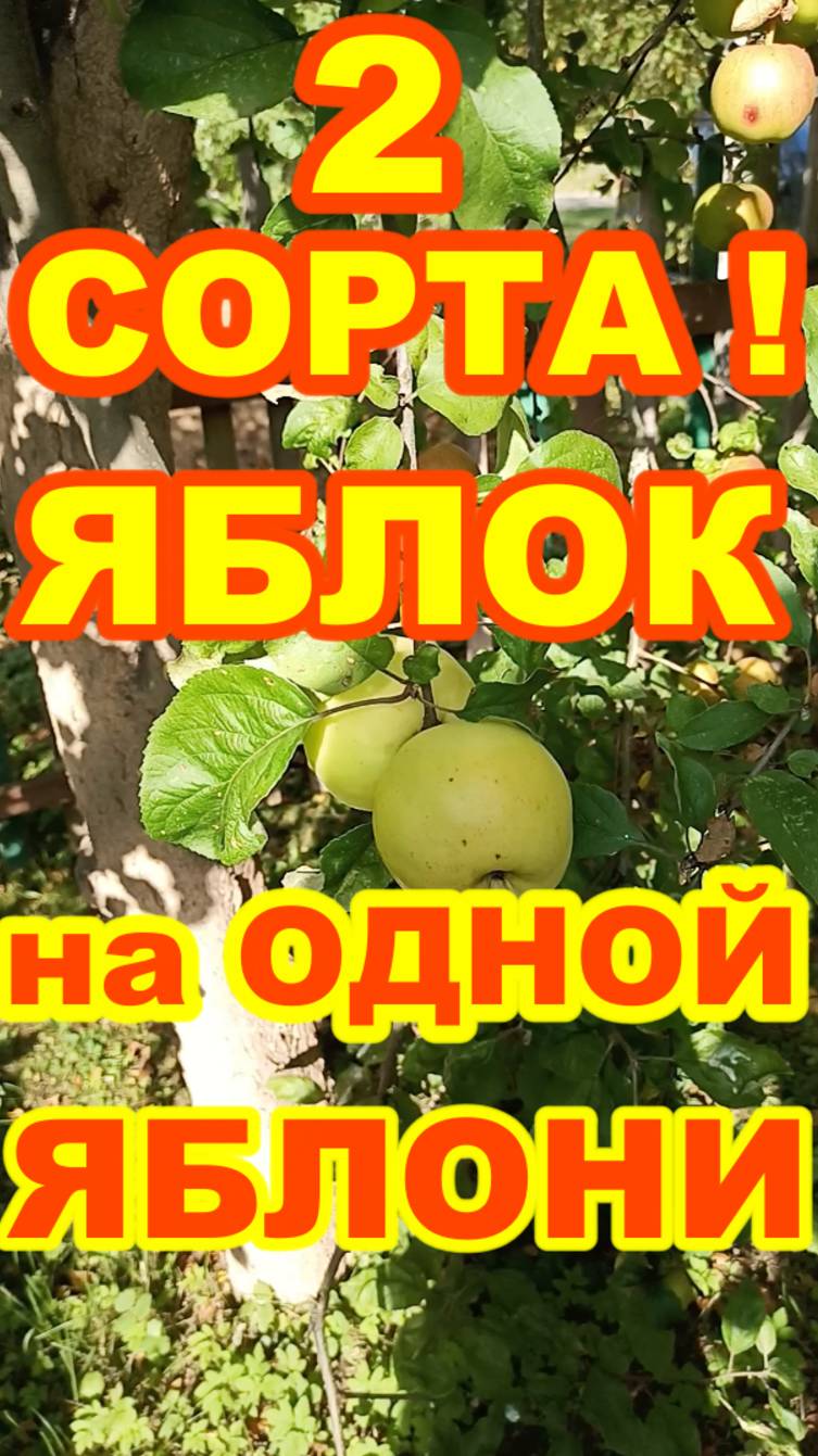 2 СОРТА ЯБЛОК выросли на 1 ЯБЛОНИ !!!