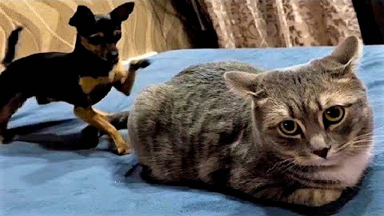 ПРИКОЛЫ С ЖИВОТНЫМИ ДО СЛЕЗ #198 Смешные КОТЫ И СОБАКИ  Приколы