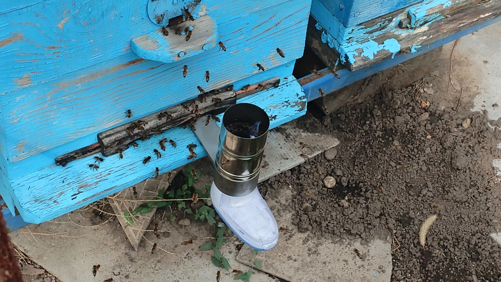 Идет борьба с клещем с помощью полосок.