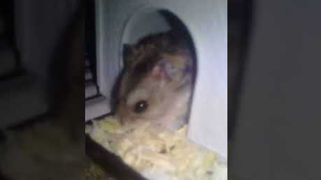 Arisha Chan: Хомячок🐹