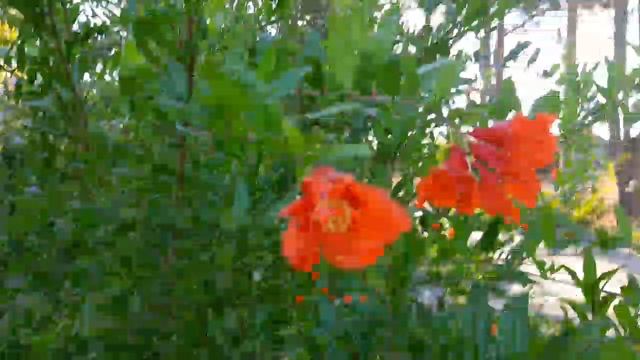 Как вырастить гранат с нуля. Часть третья.