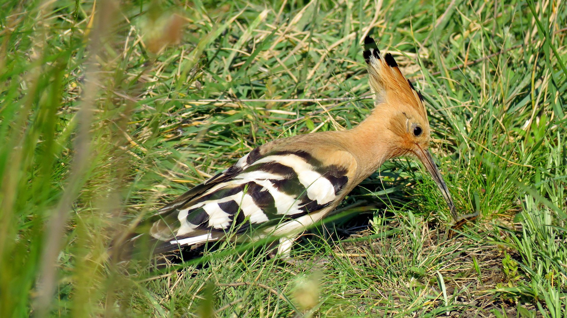 Прогулки с удодом.