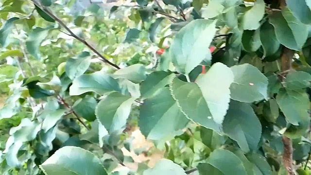 позднелетний сорт яблок Амулет.