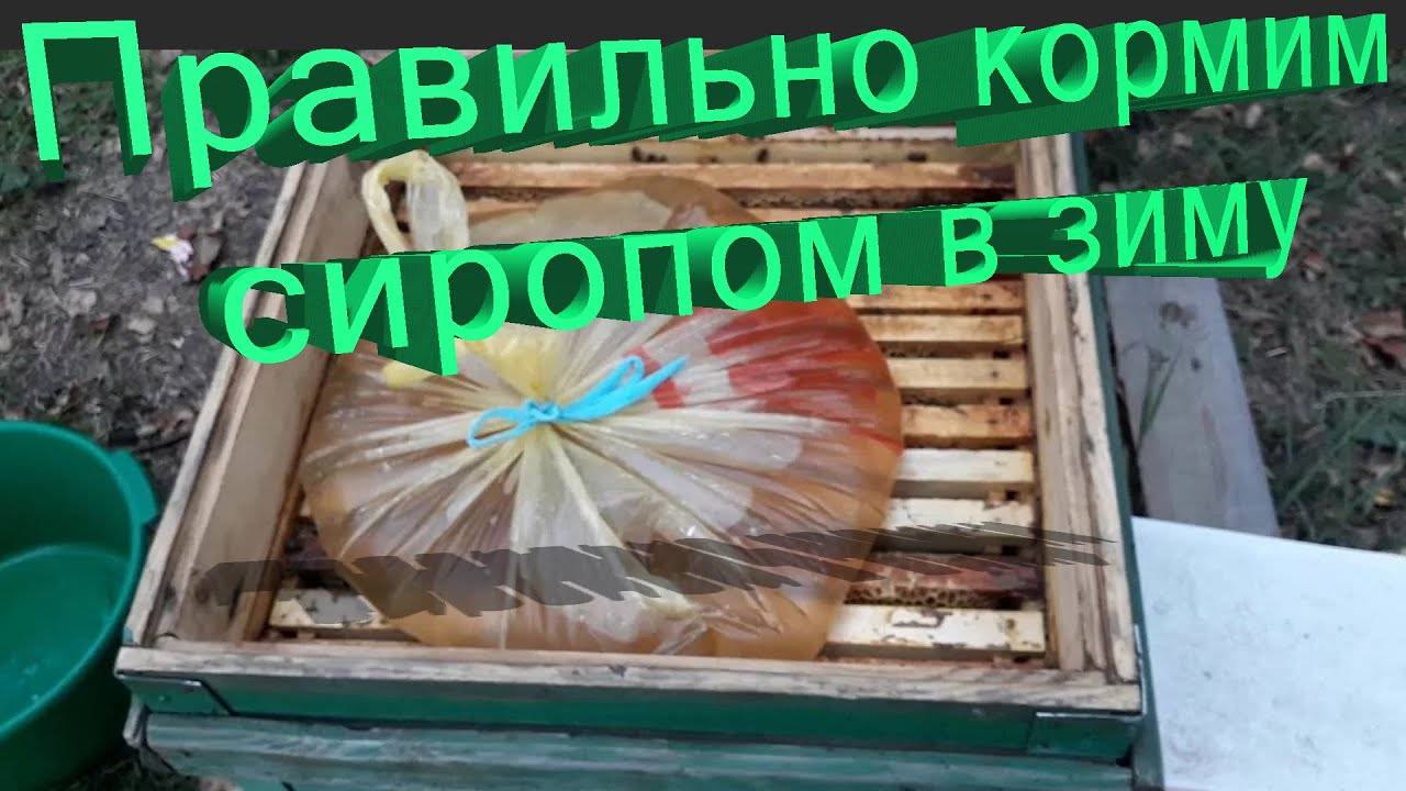 Дозировка сиропа для пчел: Практические расчеты от профессора Кашковского