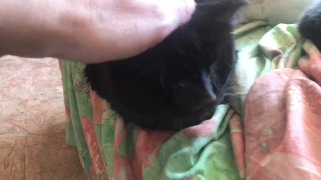 Приехала кошка Кристи