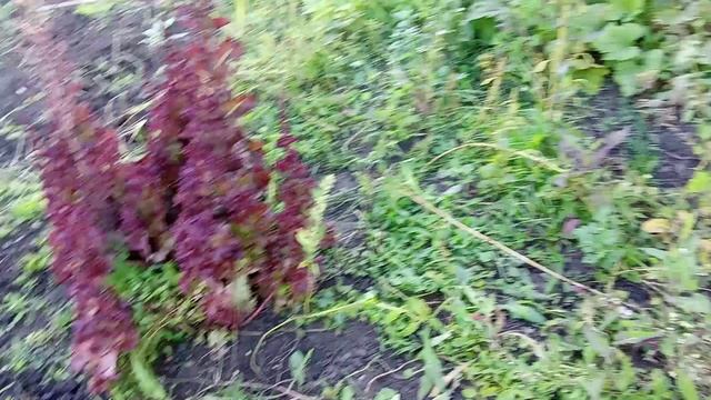 уборка урожая