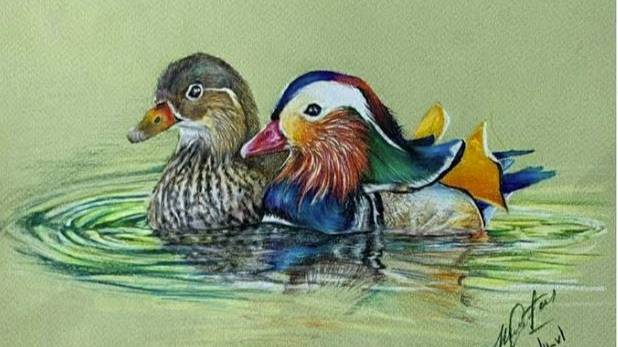 Очень красивые уточки _Мандаринки_ 🦆🍊 #Shorts