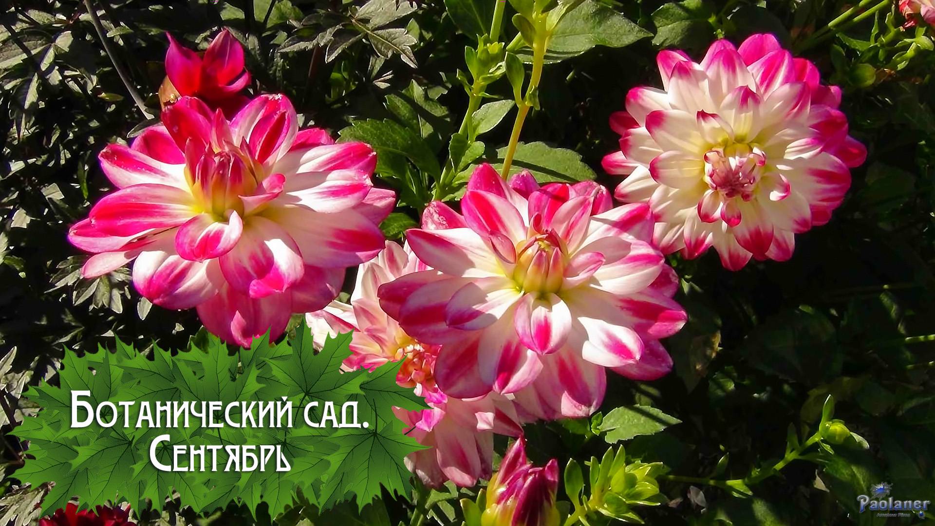 Ботанический сад. Сентябрь (2025)