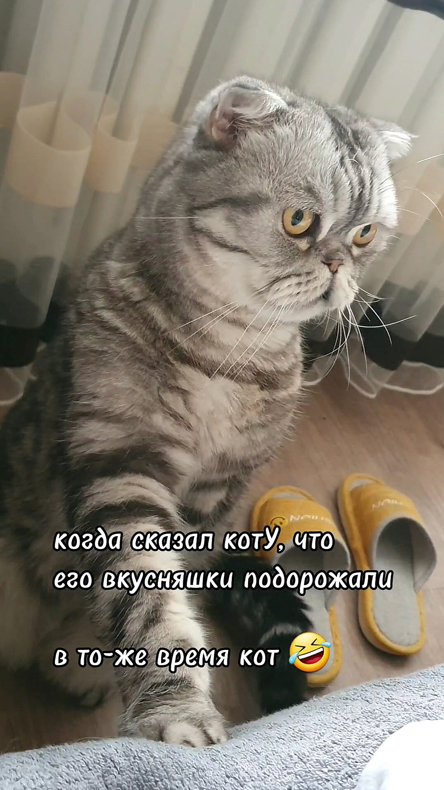КотоАбъюз