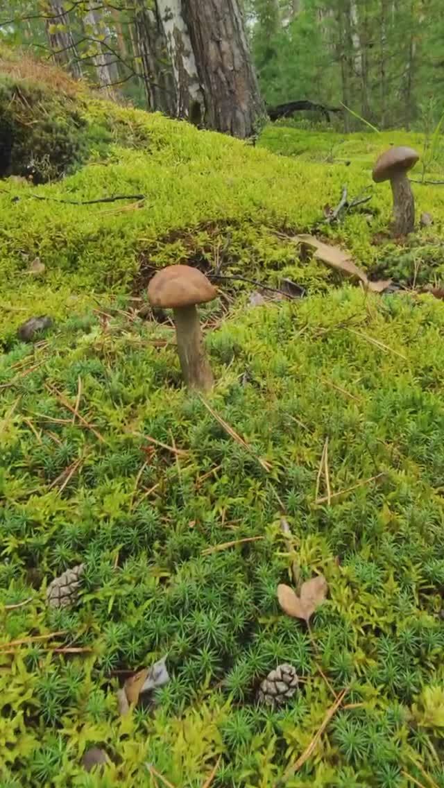 В мире грибов! Тёплая красивая осень в лесу!