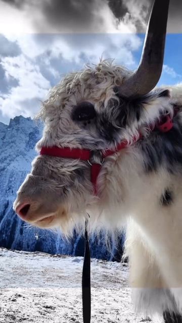 Зимний драйв на Эльбрусе ❄️ Сноуборд и эмоции в горах