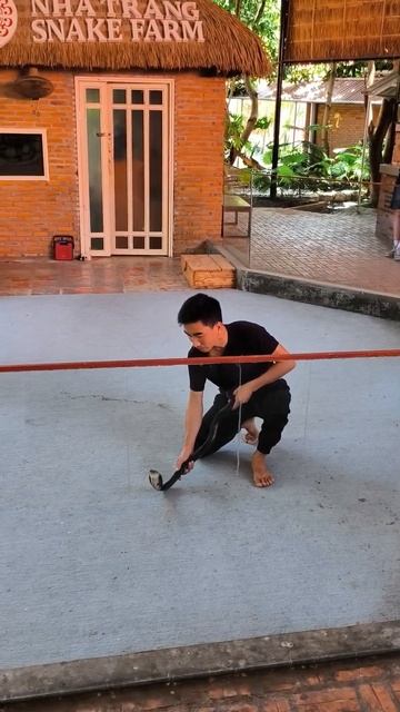 Сиамская Кобра и змеиная ферма. Бесплатная обзорка. Вьетнам за 72 тысячи рублей @tutsi-dieti
