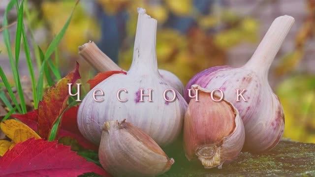 Нина Разумейчик, фолк-группа Диковина - Чесночок