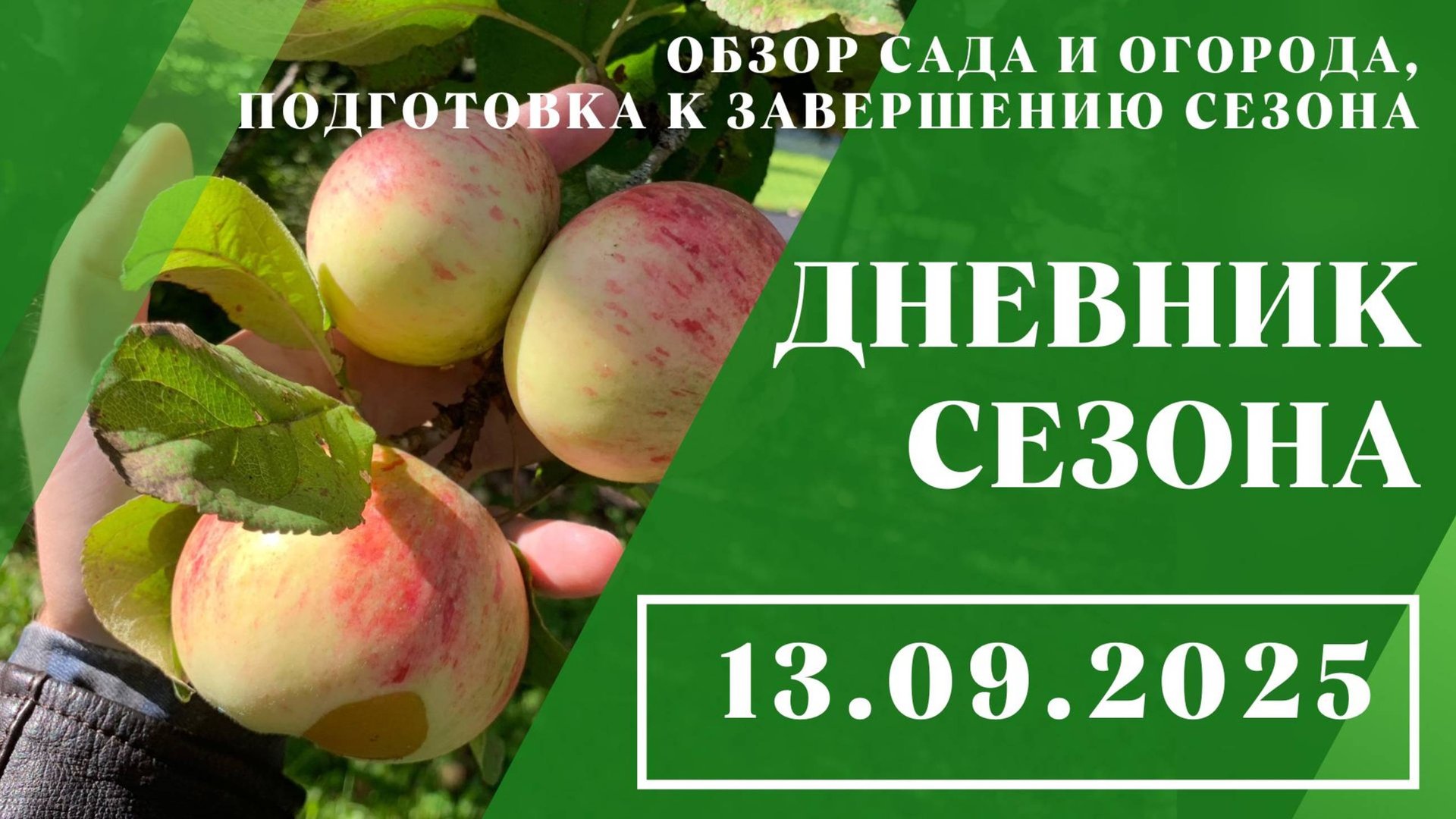 Обзор сада и огорода, подготовка к завершению сезона // 13.09.2025