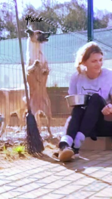 "Порядок вещей от старшей стаи" ❥ Приют в Малинках