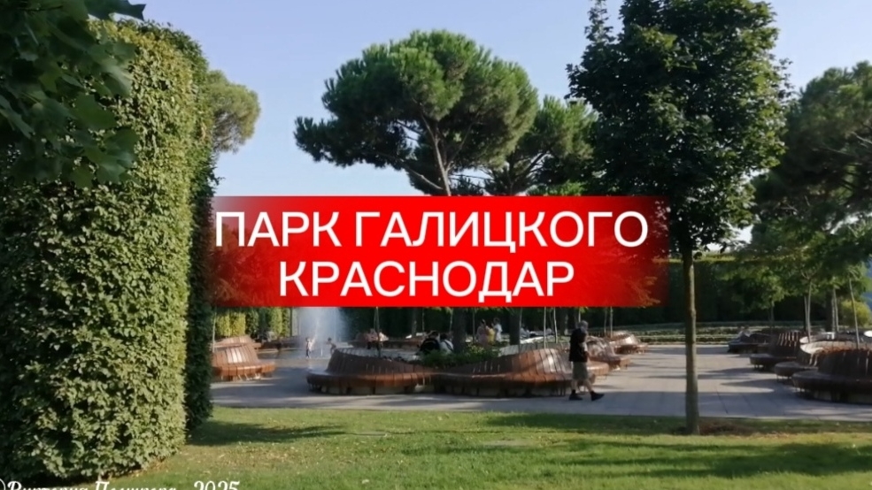 Парк Галицкого Краснодар, араукария чилийская, или чилийская сосна. На родине достигает высоты 60 м