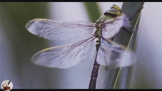 Стрекоза |Автор-Ольга Павлова|Стихи, Суно Видео|У МЕНЯ ИНОГДА БЫВАЕТ ТАКОЕ НАСТРОЕНИЕ-А У ВАС?