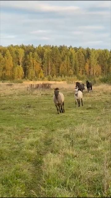 Табунчик мальчиков💥