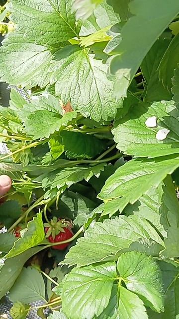 Небольшой обзор по сорту земляники 🍓 Шарлотта.mp4