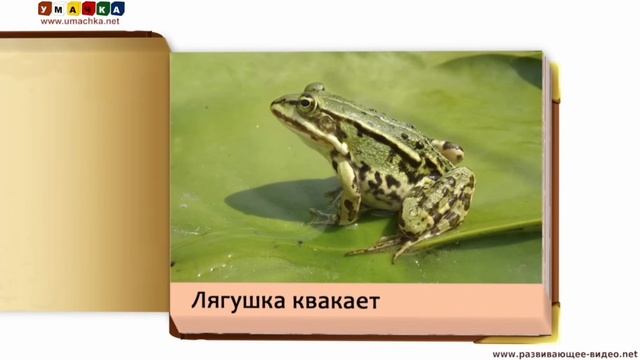 Как говорят животные - Звуки животных - Для детей