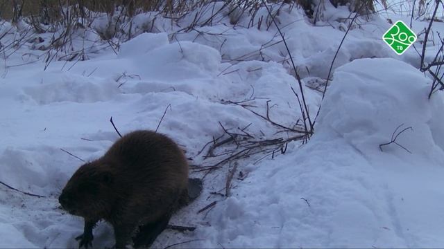 В ловушке.  Анонс. Канал ЗОО ТВ