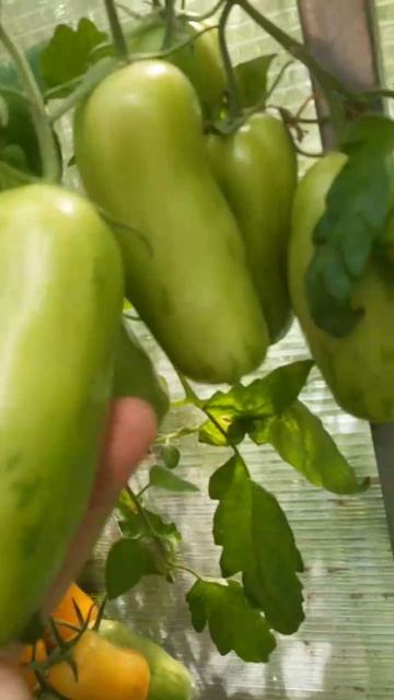 КОЗУЛА 54.70  - МЕГА УРОЖАЙНЫЙ СОРТ