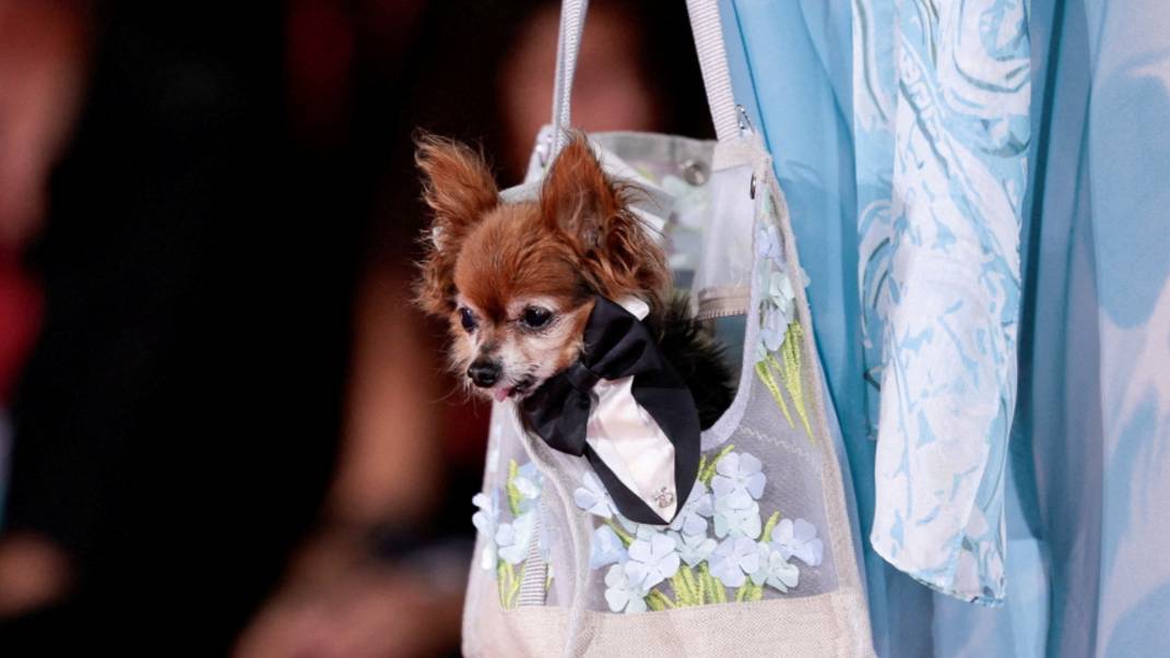 Капсулу под кожу: может ли чипирование вызвать рак у собак