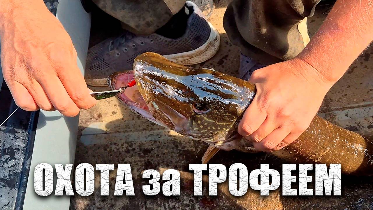 В поисках ОГРОМНОЙ ЩУКИ