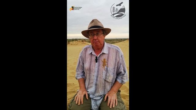 Ушастая круглоголовка