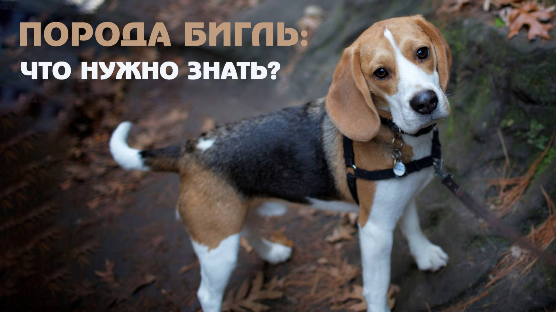 Интересные факты о биглях. В чем секрет породы?