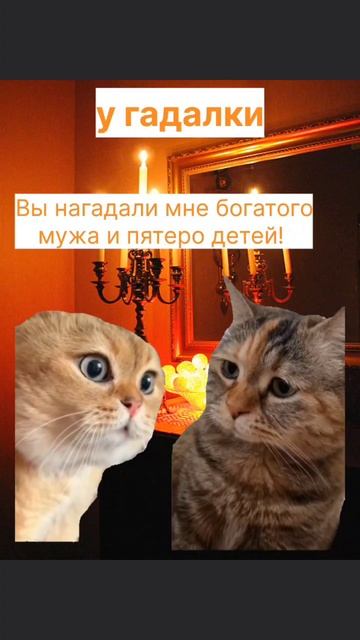 Сериал #ДваКота про неправильную гадалку 😸🤷♀️😅💥 #рек #котики #мем #юмор #прикол #шутка #коты #реком