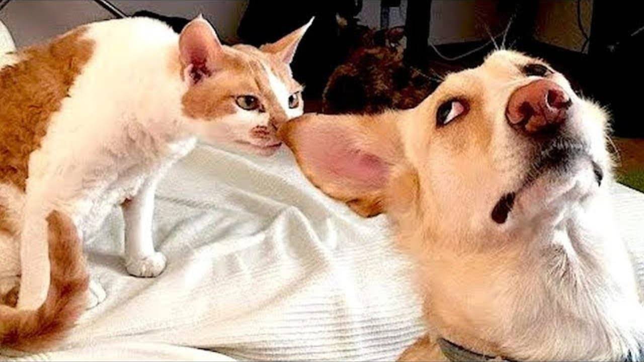 ПРИКОЛЫ С ЖИВОТНЫМИ ДО СЛЕЗ #199 Смешные КОТЫ И СОБАКИ  Приколы