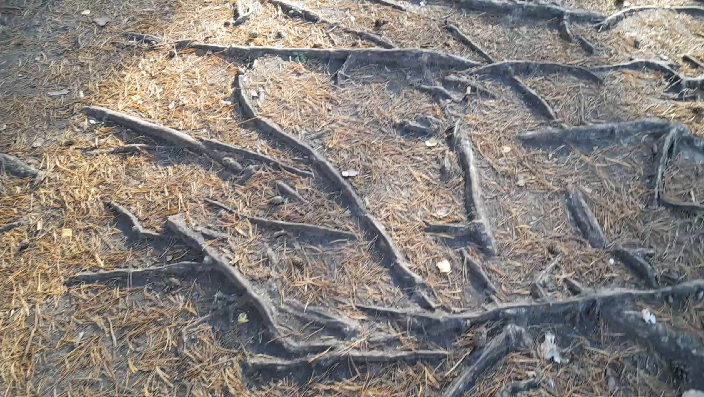 20250915_165115_001 Лесные кружева