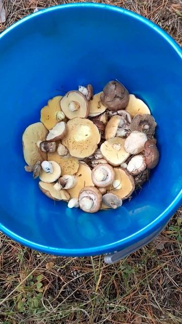 Мы опять в лесу.